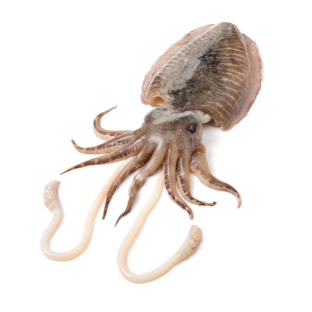 Frozen cuttlefish from Morocco - export import company